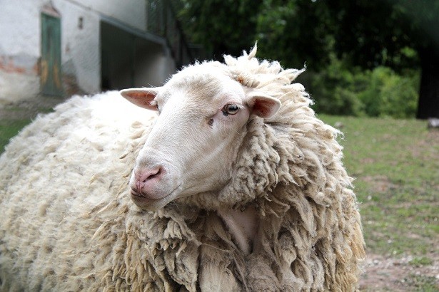 Ne bodi ovca - domžalec.si