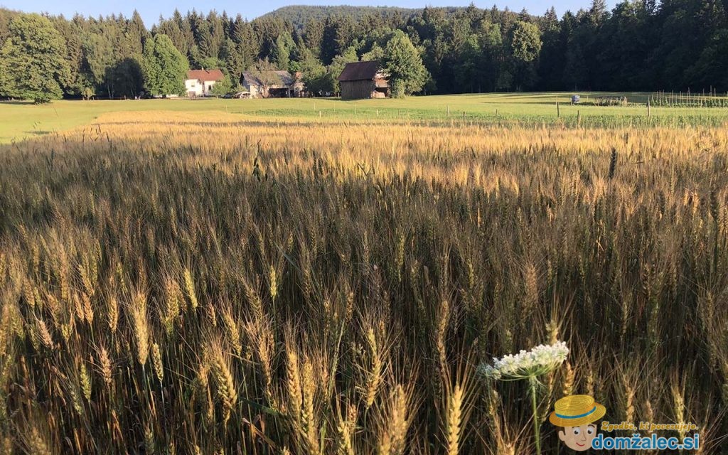 Špela Kragelj Bračko_Žitno polje_ - domžalec.si