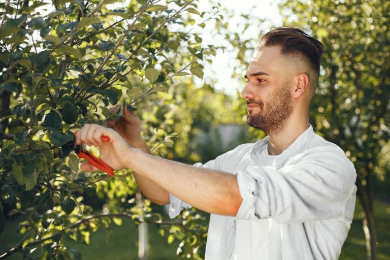 Obrezovanje sadnega drevja – kako in kdaj to storiti? - domžalec.si