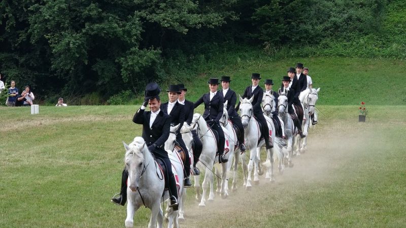 Prireditev "Lipicanci na Univerzi" letos združena v Zgodbo o lipicancu ...