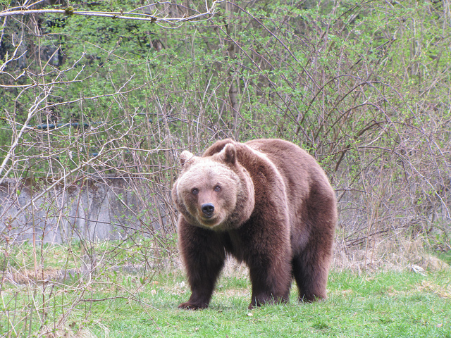V občini Lukovica imajo novega prebivalca – medveda. Bodite previdni ...